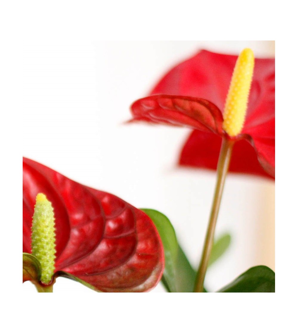 Jardin d'intérieur de plantes à fleurs rouges