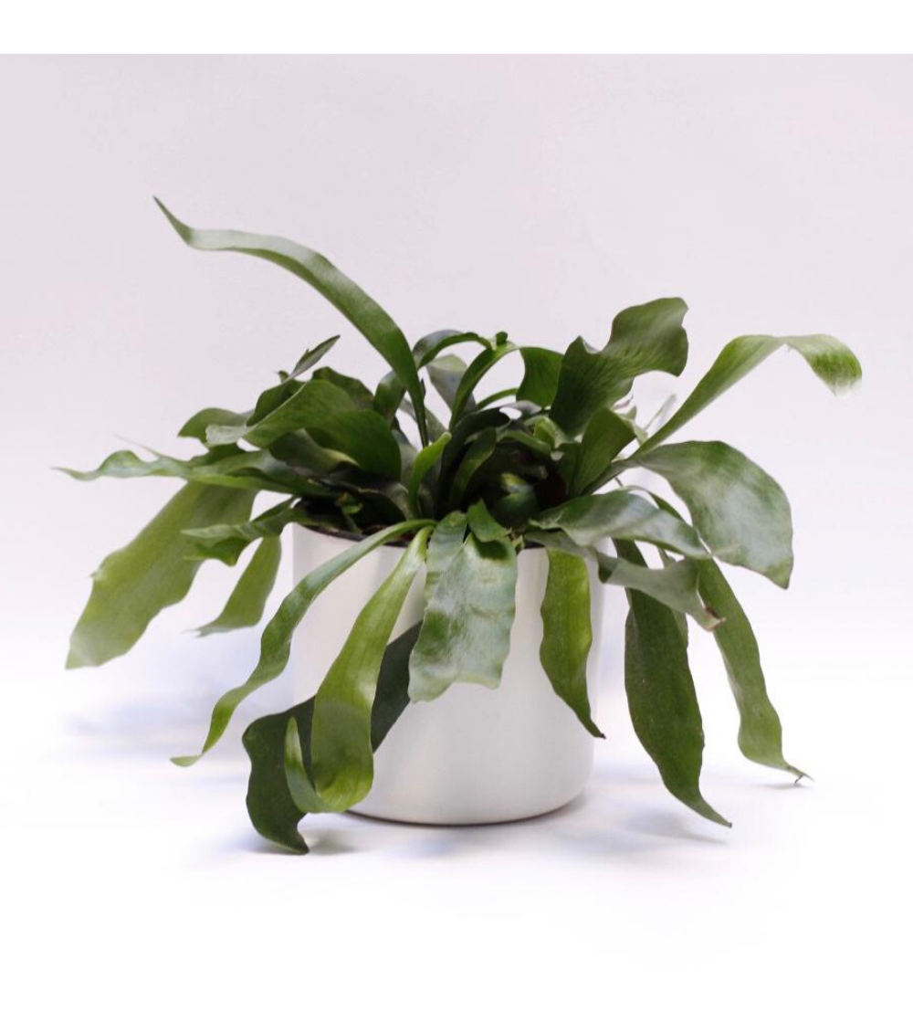 Platycerium, Staghorn ferns, Elk Horn or Deer Horn: indoor hanging plant.