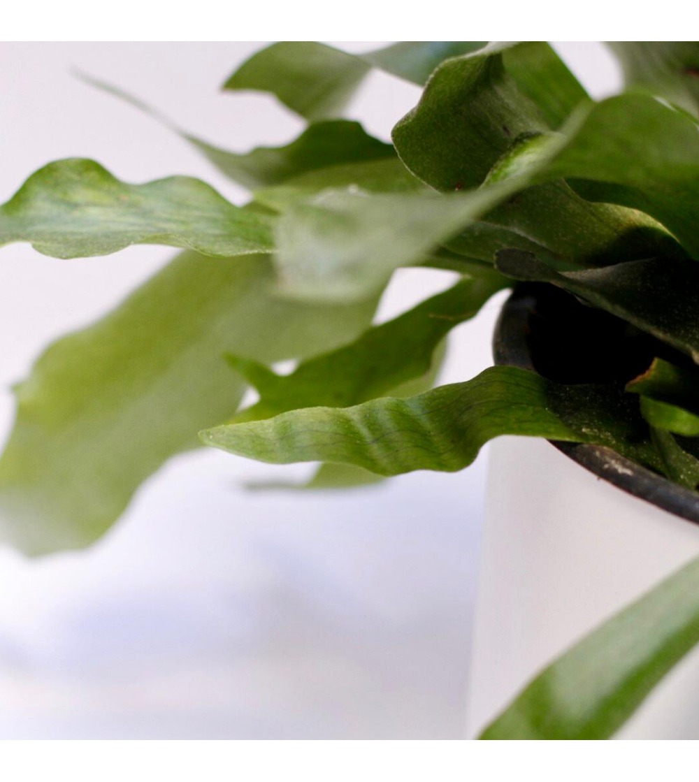 Platycerium, Staghorn ferns, Elk Horn or Deer Horn: indoor hanging plant.