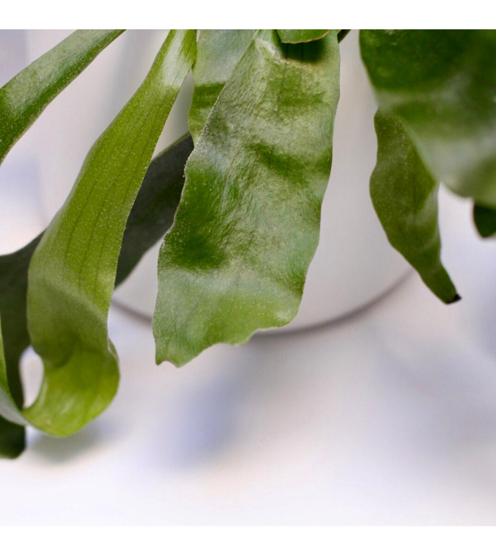 Platycerium, Staghorn ferns, Elk Horn or Deer Horn: indoor hanging plant.