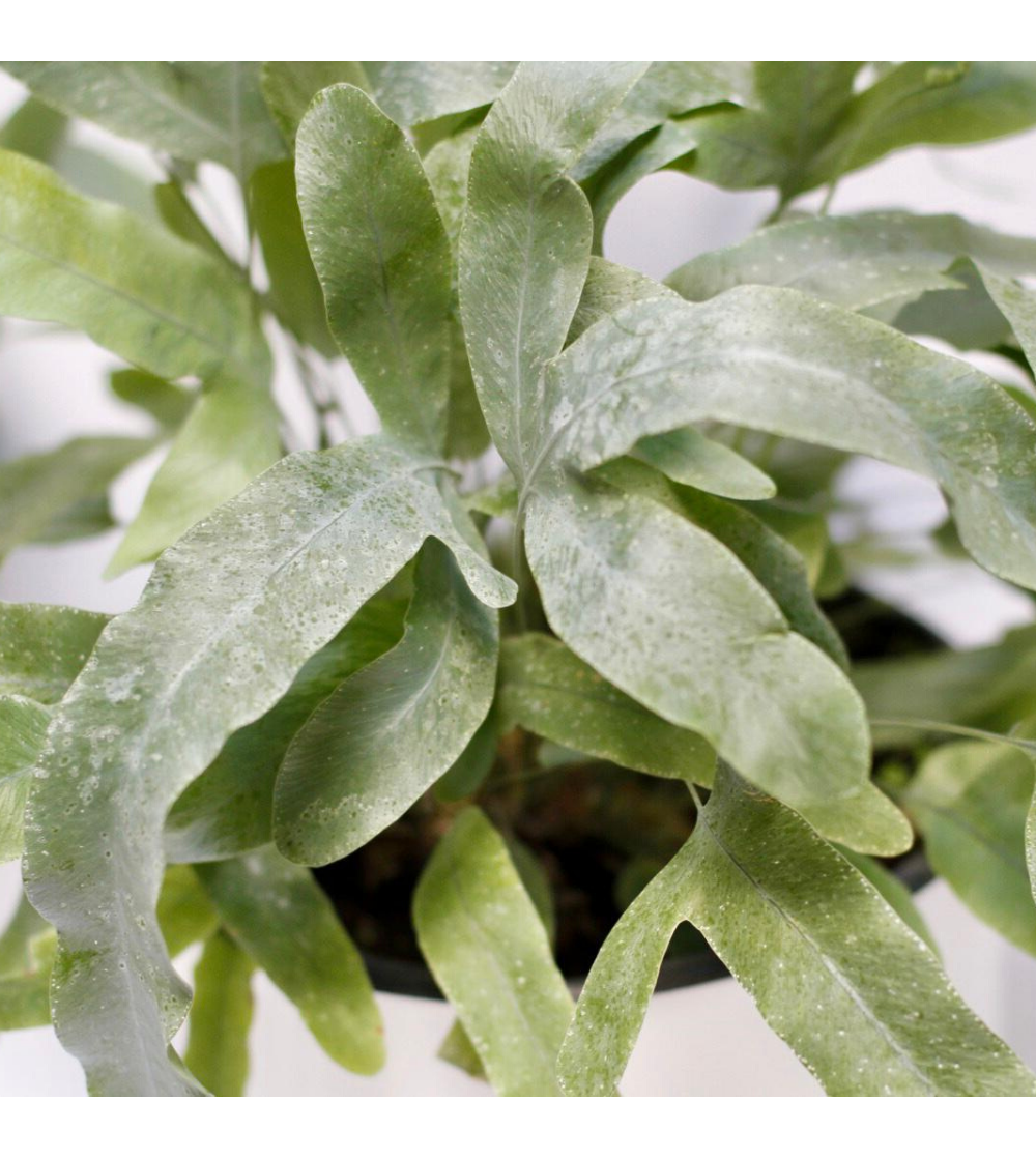 Phlebodium Aureum, Phlebodium, Blue Star Fern, Phlebodium aureum Blue ...