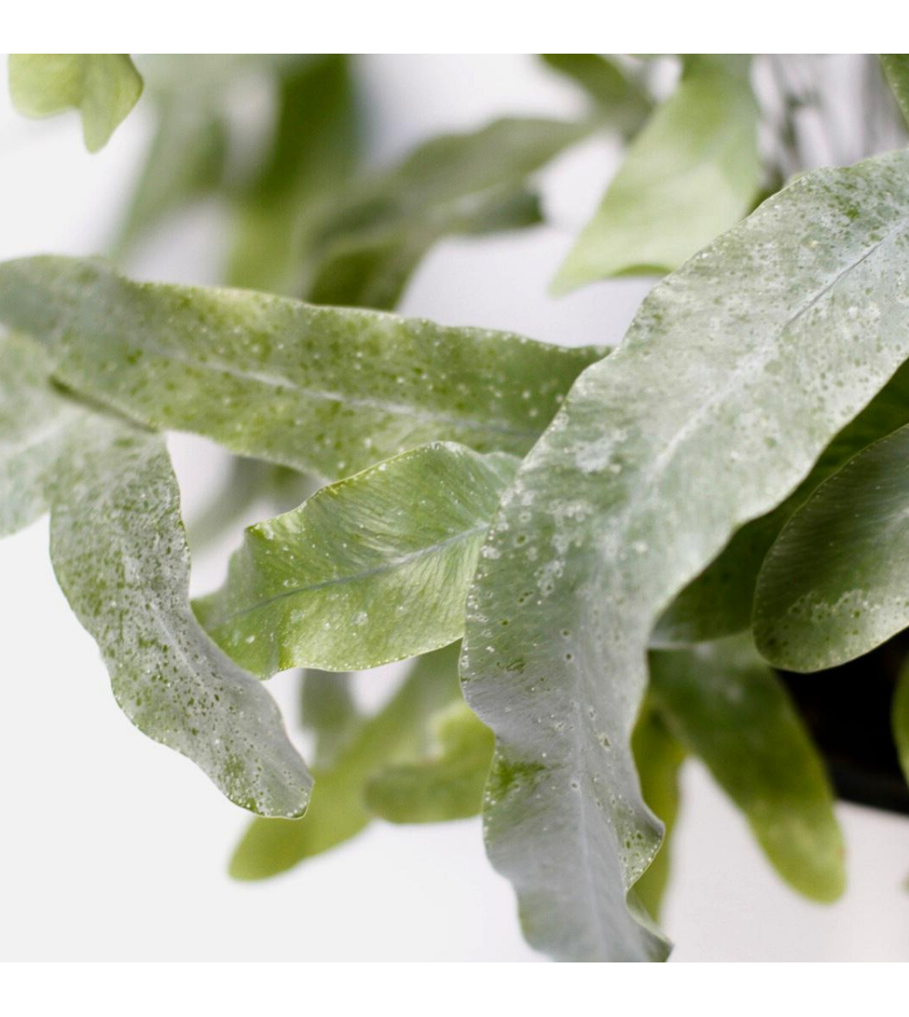 Phlebodium Aureum, Phlebodium, Blue Star Fern, Phlebodium aureum Blue ...