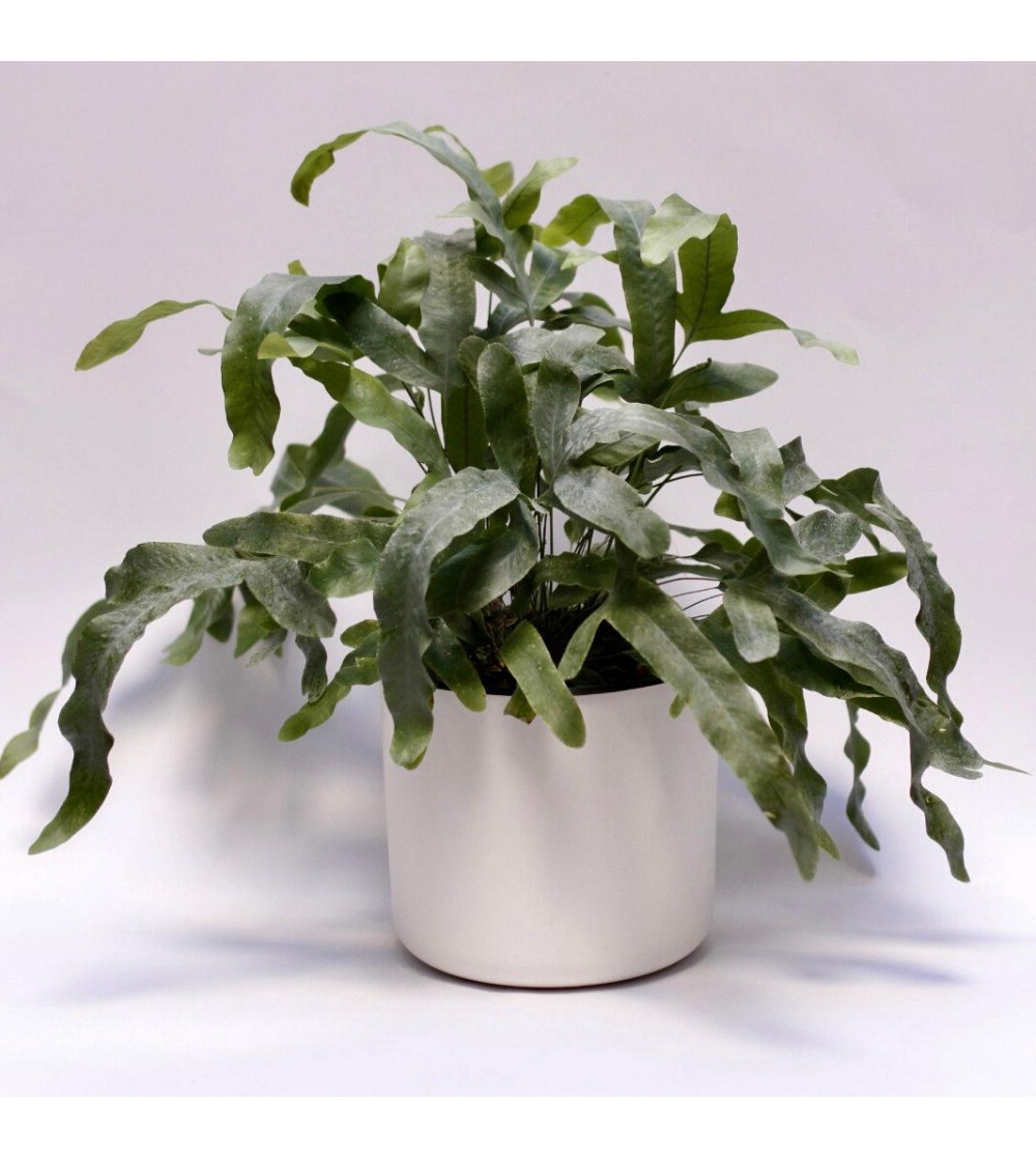 Falguera blava, Phlebodium: planta d'interior penjant.