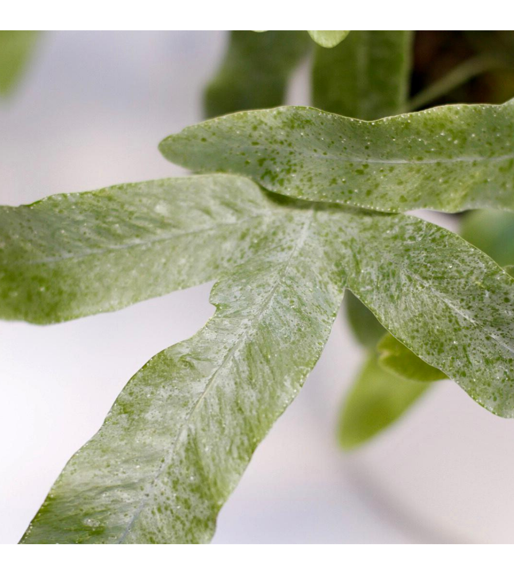Falguera blava, Phlebodium: planta d'interior penjant.