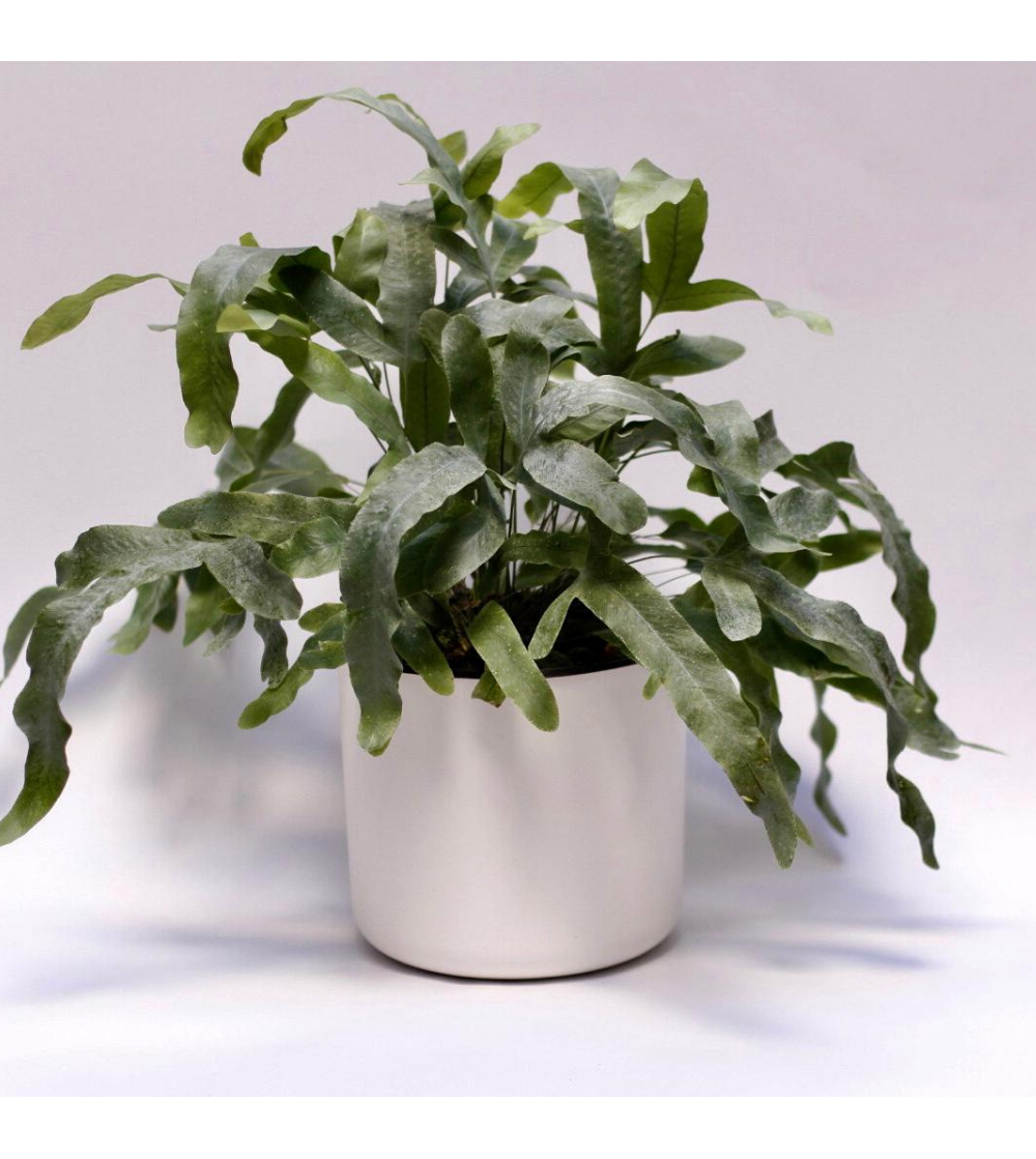 Phlebodium Aureum, Phlebodium, Blue Star Fern, Phlebodium aureum Blue ...