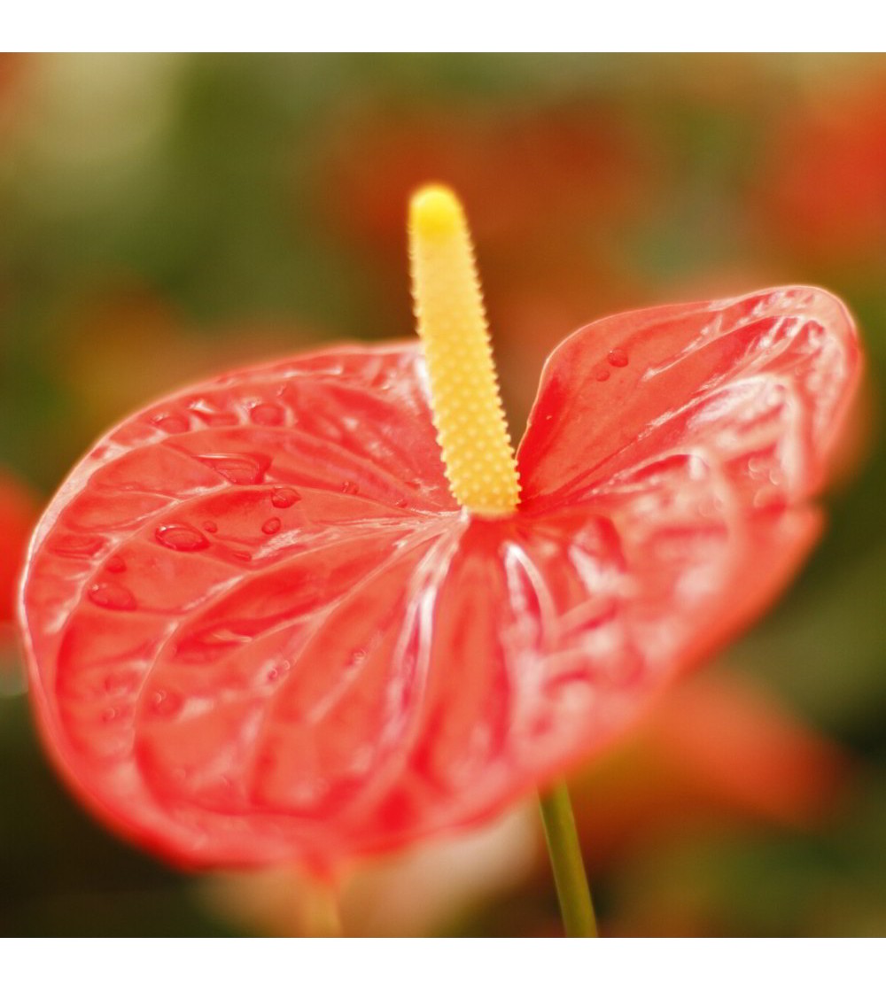 Anthurium: red natural plant CitySens