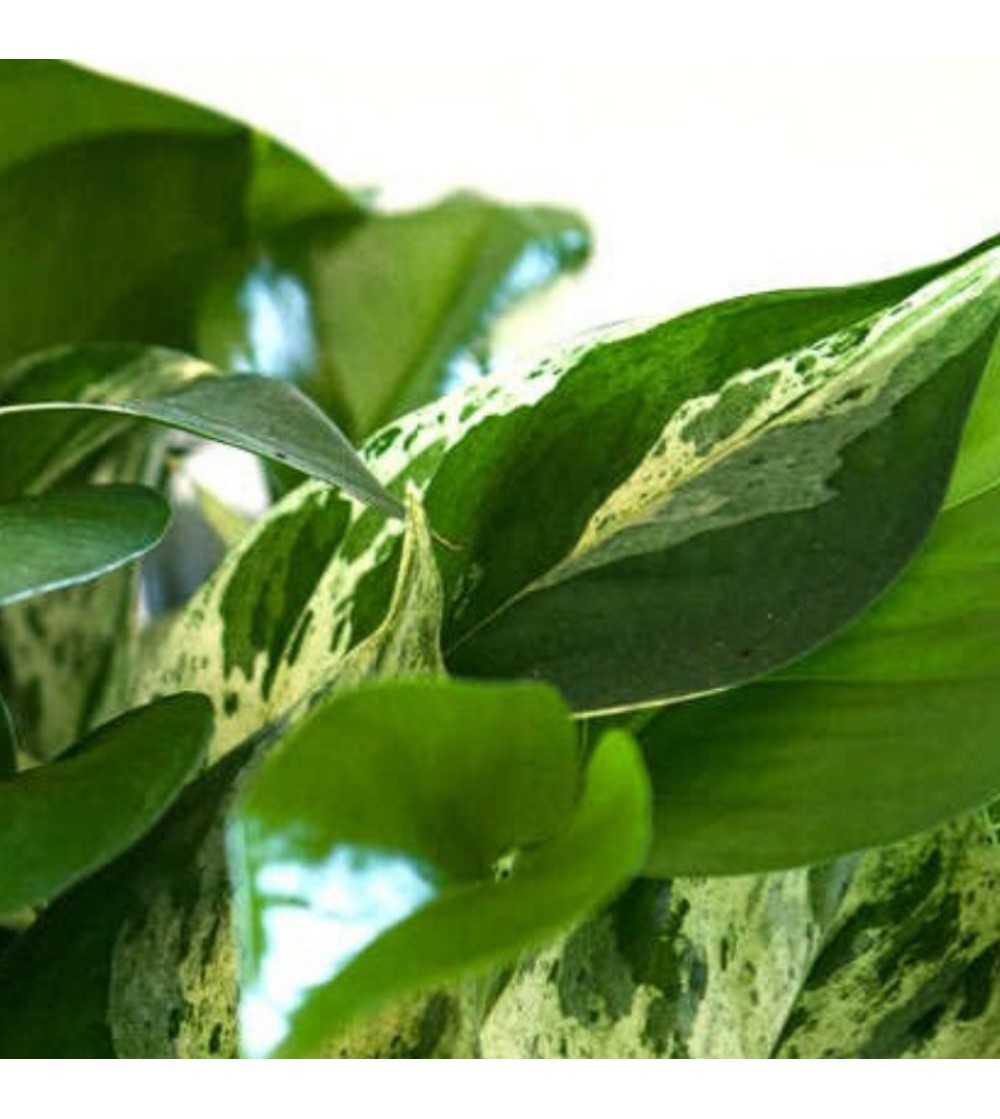 Comprar potus online | Poto Pictus, Poto groc Neon, Poto Marble Queen ...