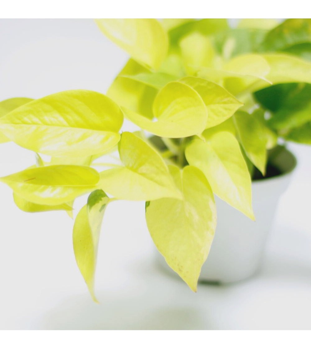 Comprar potus online | Poto Pictus, Poto groc Neon, Poto Marble Queen ...