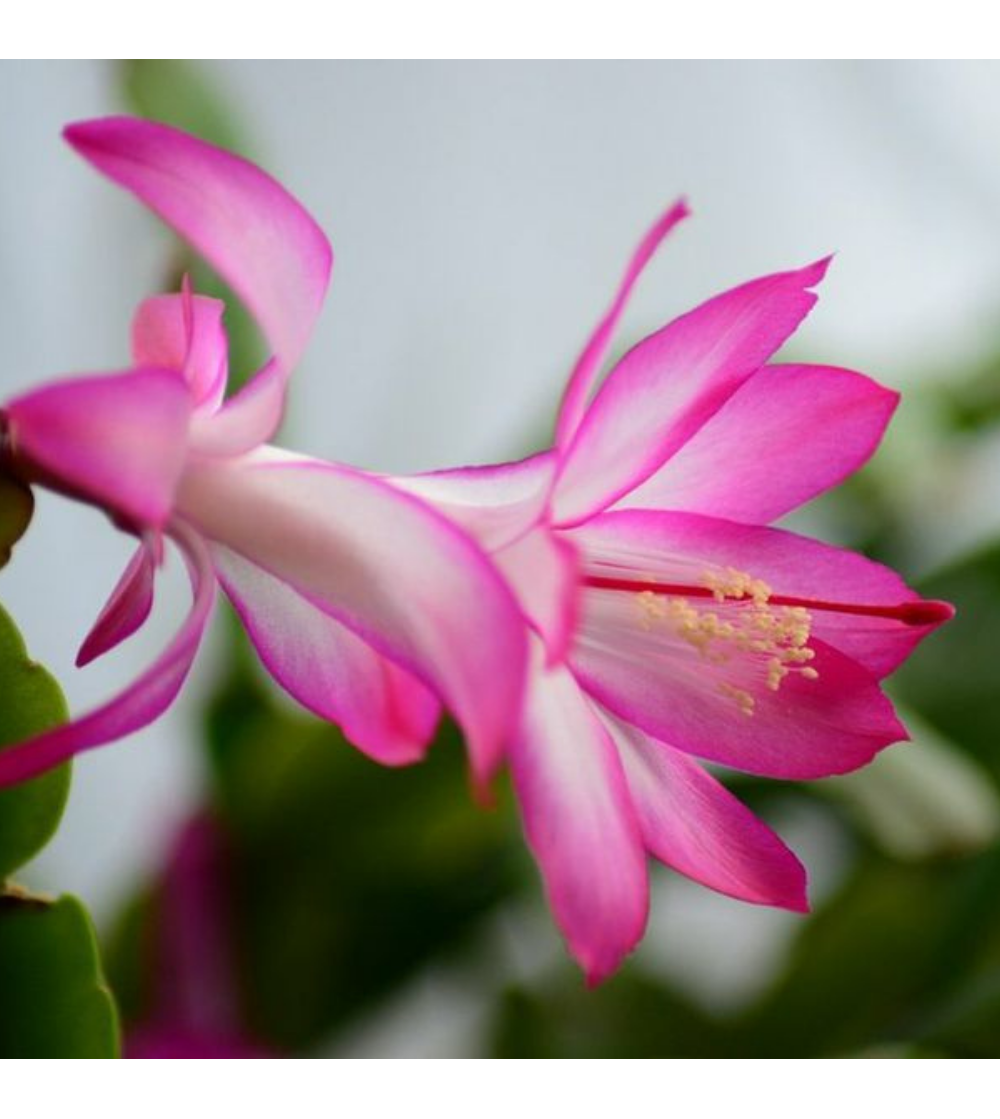 Christmas cactus | Autumn and winter plant | CitySens