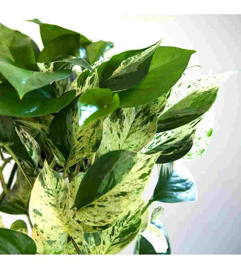 Buy high quality Pothos Marble Queen | CitySens