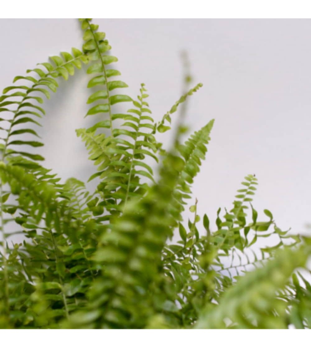 Nephrolepis exaltata, falguera arrissada, falguera de Boston o ...