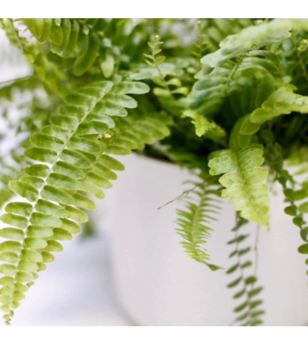Nephrolepis exaltata, falguera arrissada, falguera de Boston o ...