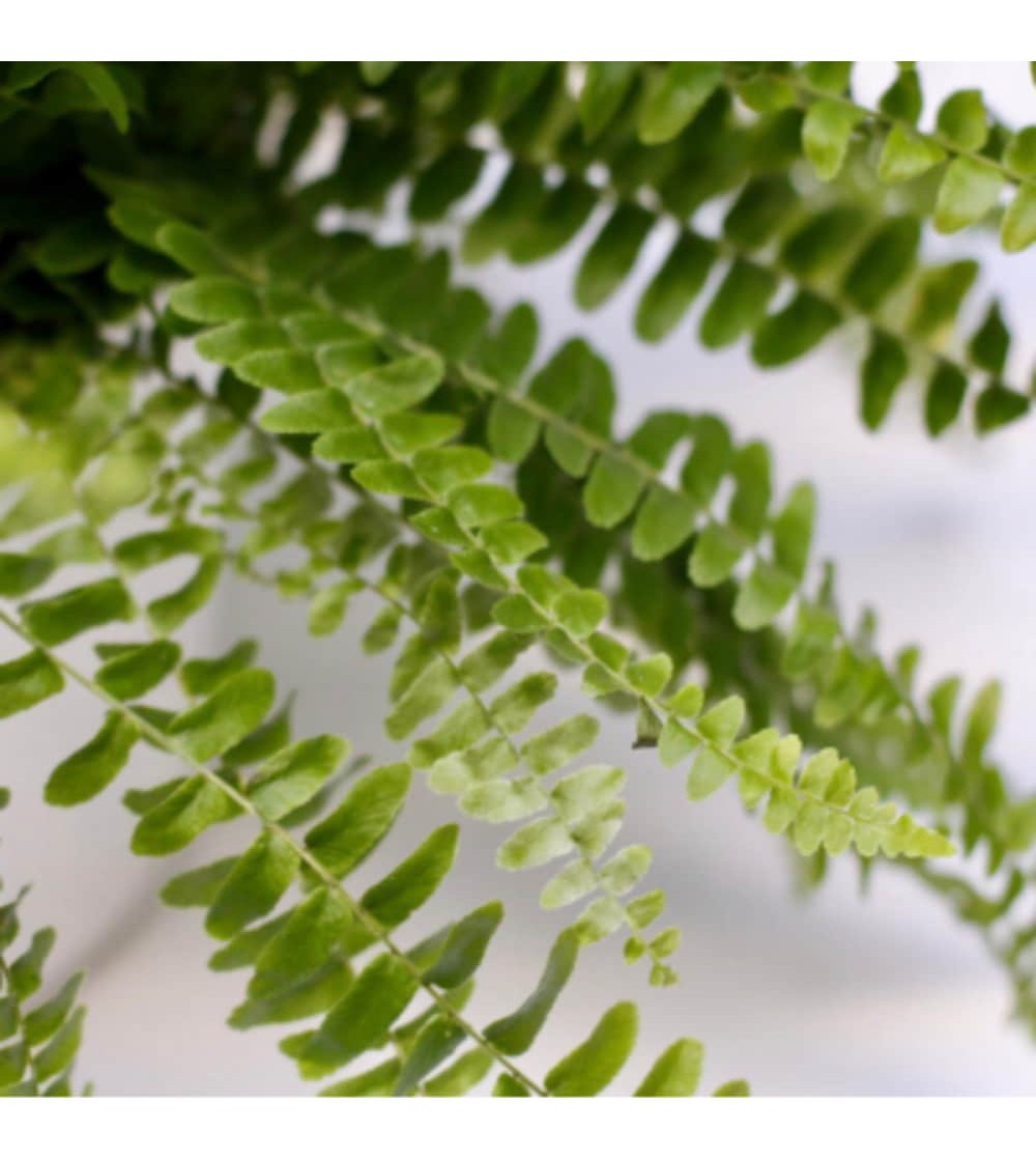Nephrolepis exaltata, Boston fern, Boston Fern, Tuber ladder fern, or ...