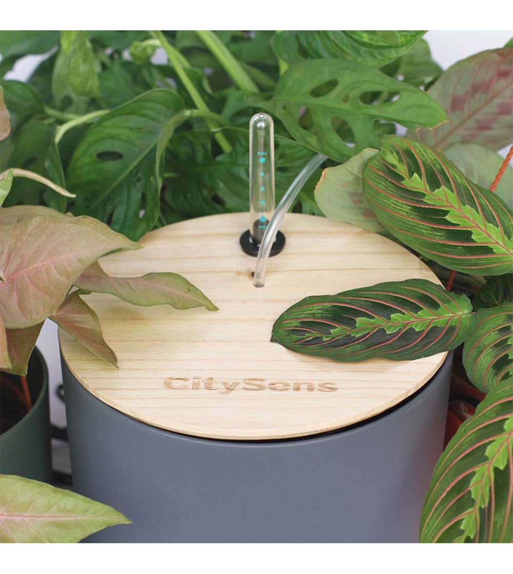 Automatic drip irrigation wth water tank |CitySens
