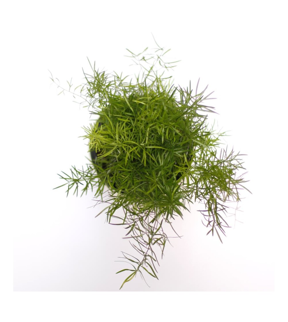 Acquista Pianta di asparagi | CitySens: pianta di qualità