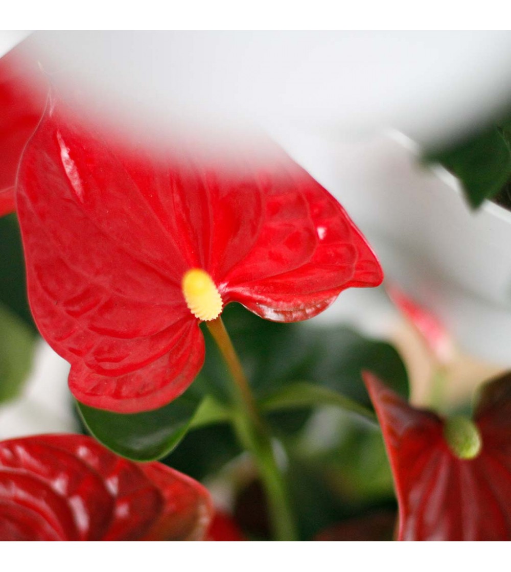 Self-watering vertical planter with red color plants CitySens