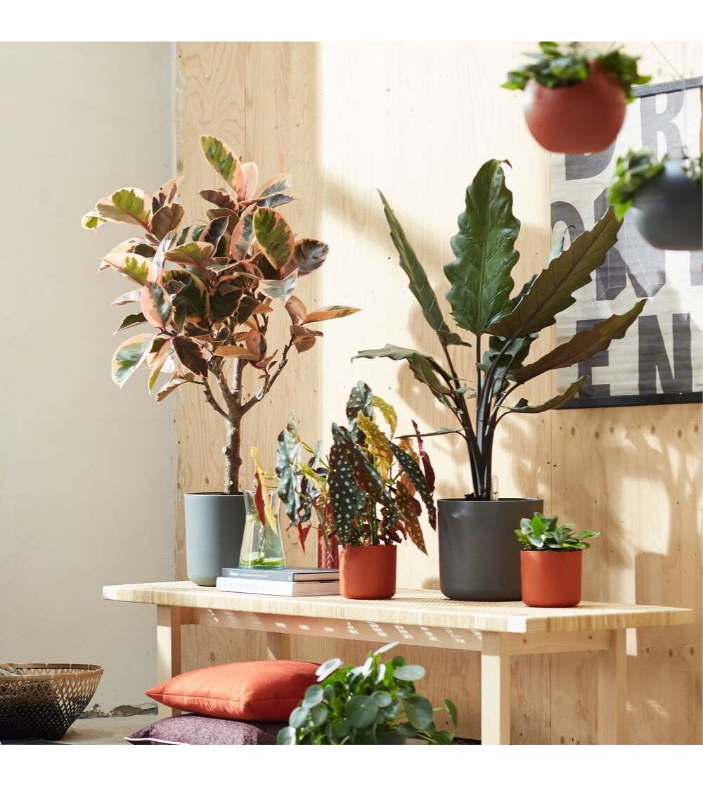 Second-hand Plant pot