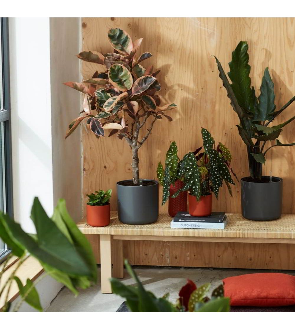 Second-hand Plant pot