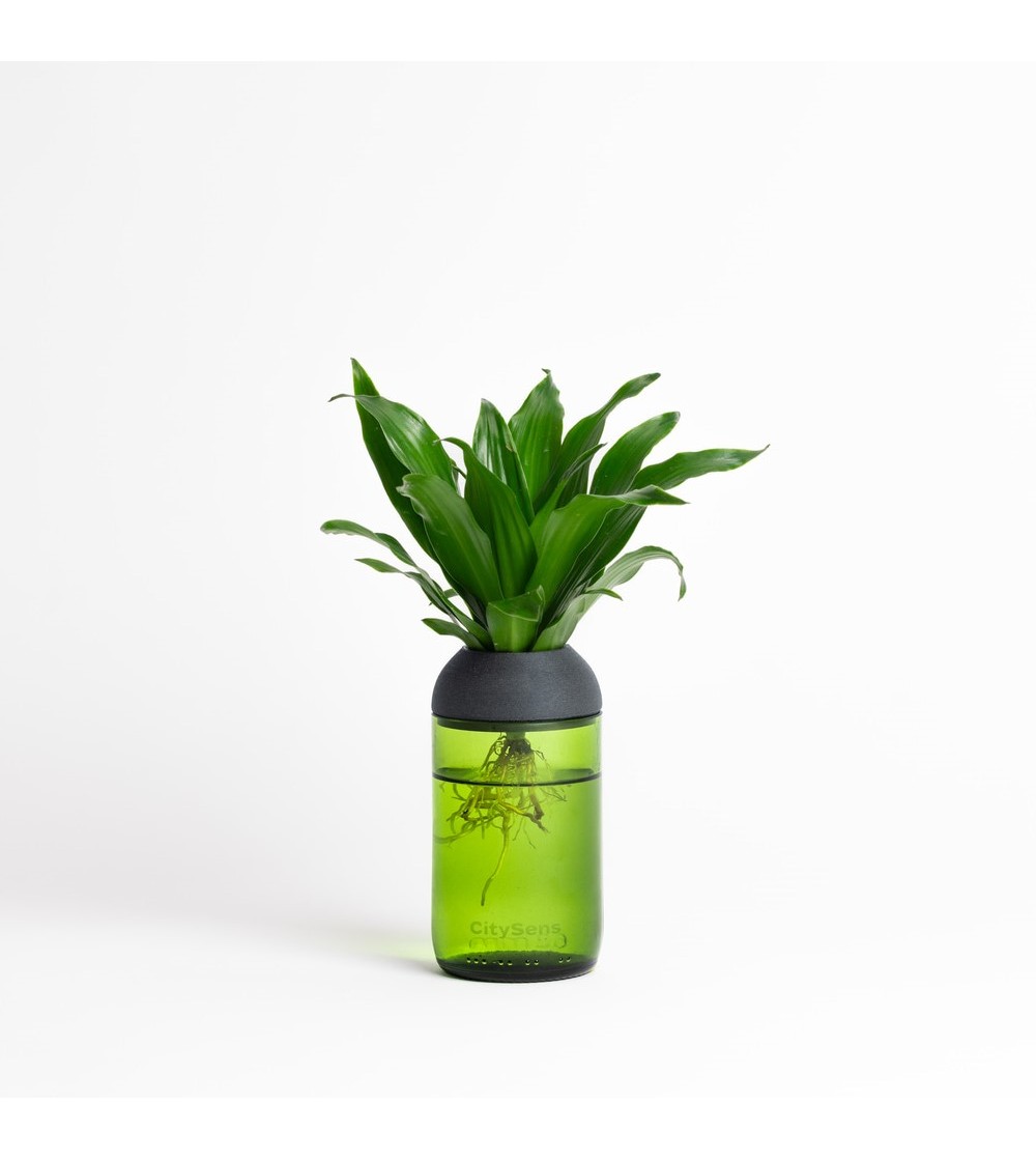 Transparent Planter: decorate your office with plants | CitySens