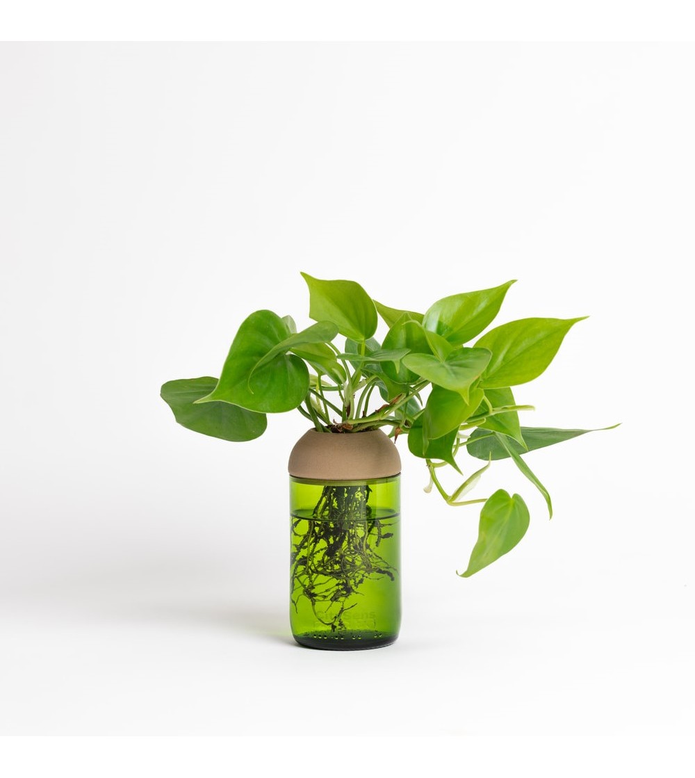 Transparent Planter: decorate your office with plants | CitySens