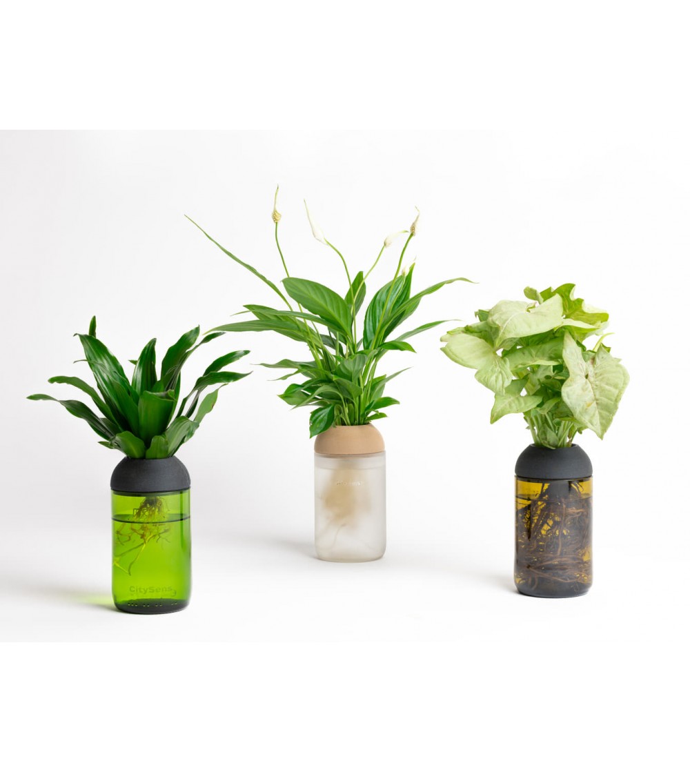 Transparent Planter: decorate your office with plants | CitySens