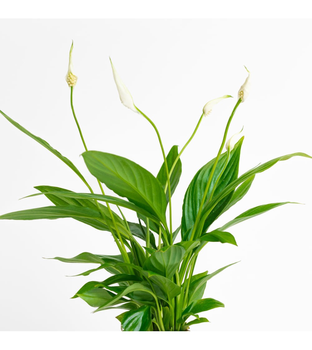 Transparent Planter: decorate your office with plants | CitySens