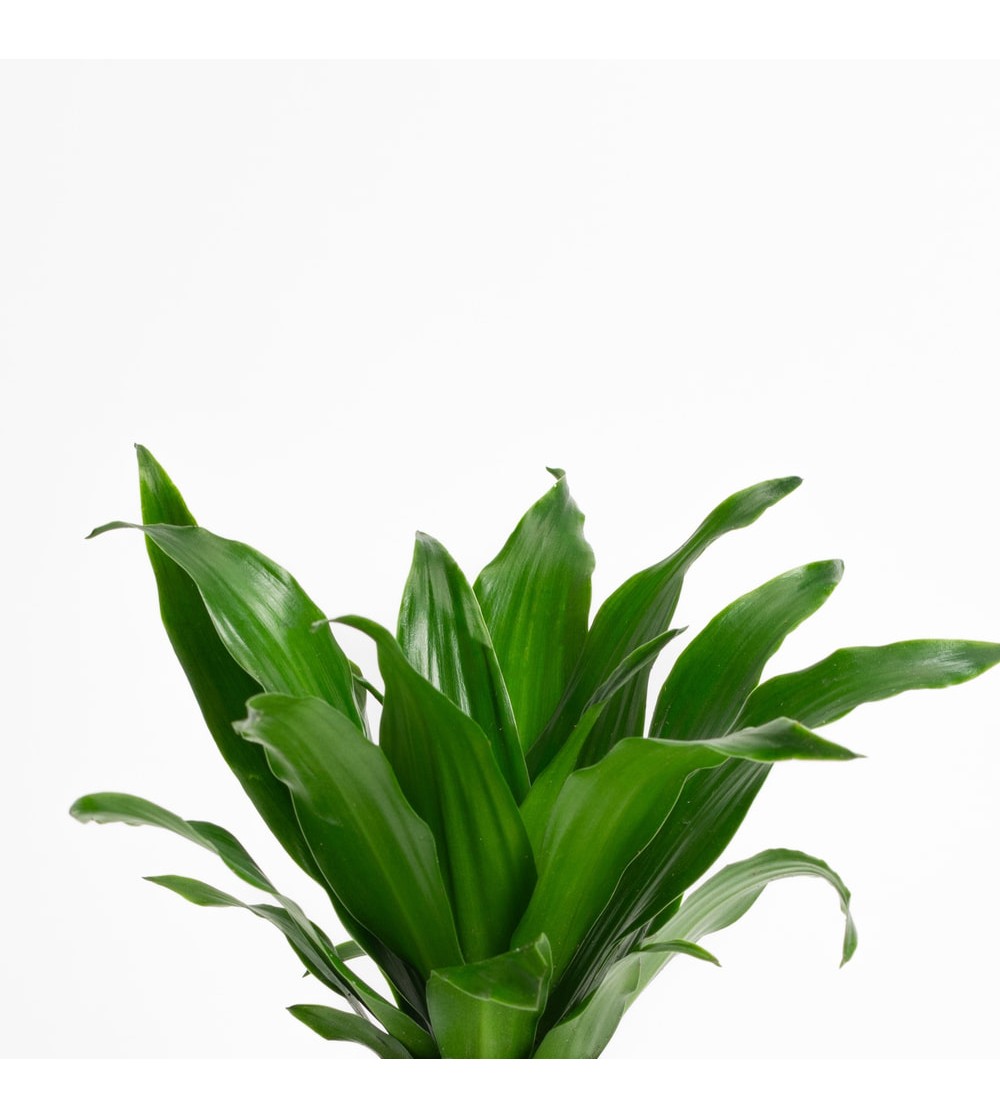 Transparent Planter: decorate your office with plants | CitySens