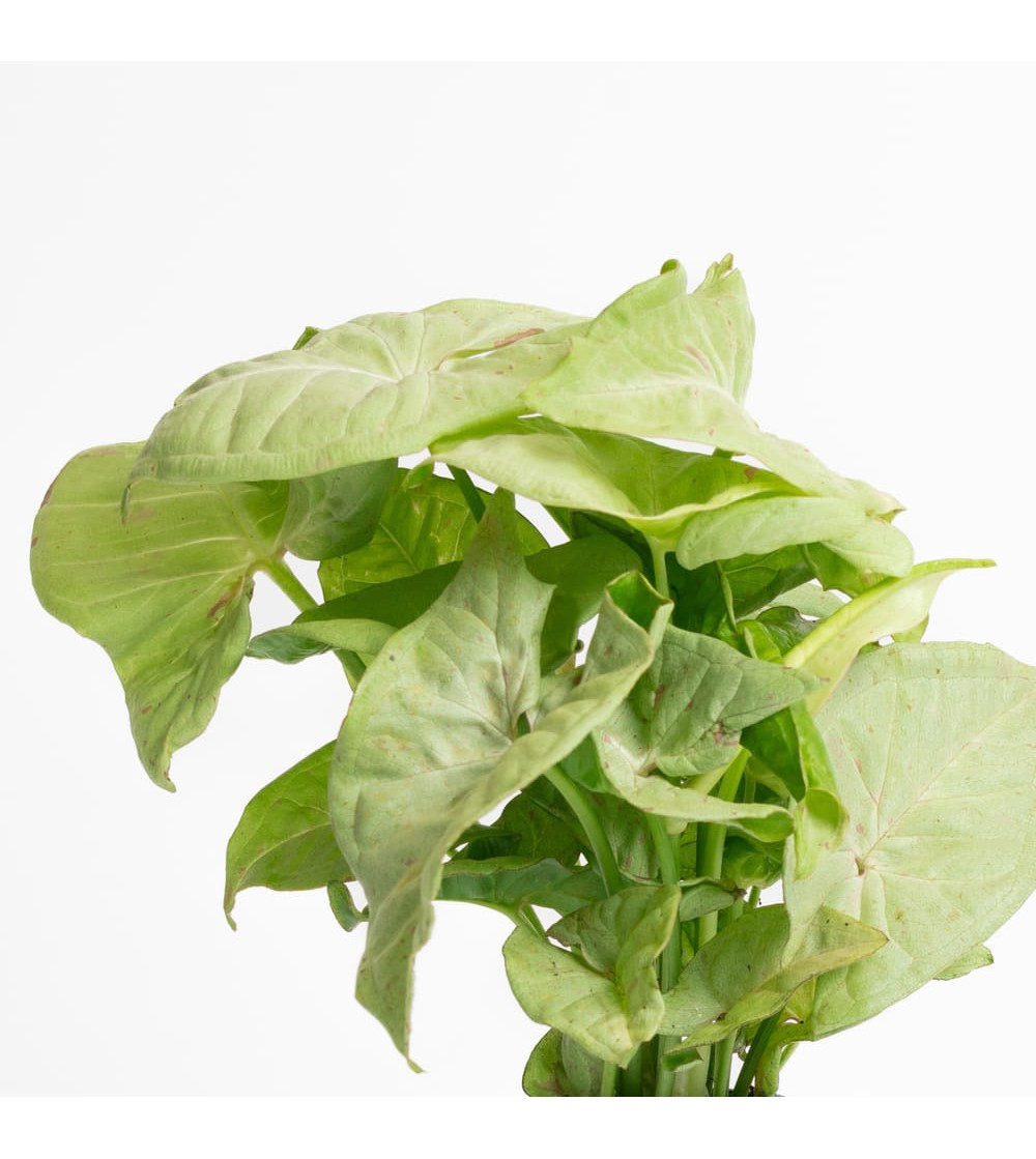 Transparent Planter: decorate your office with plants | CitySens