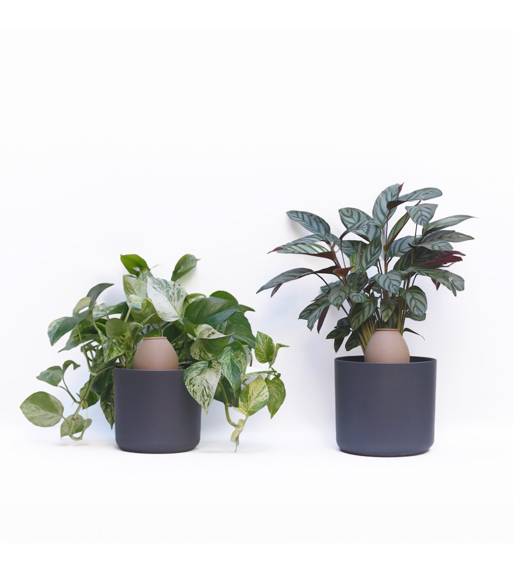 Watering Olla for Indoor Plants | CitySens
