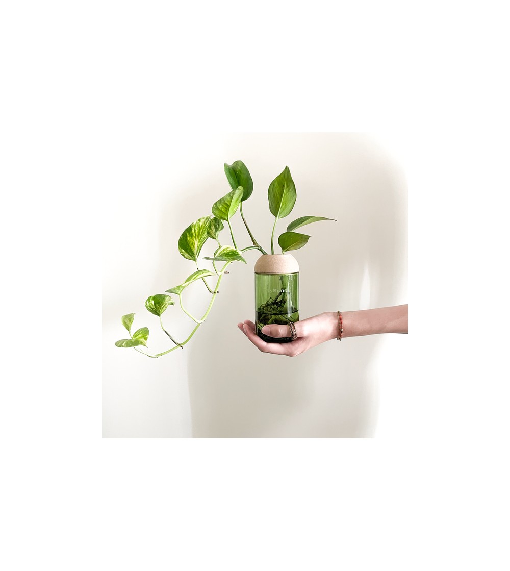 Transparent Planter: decorate your office with plants | CitySens