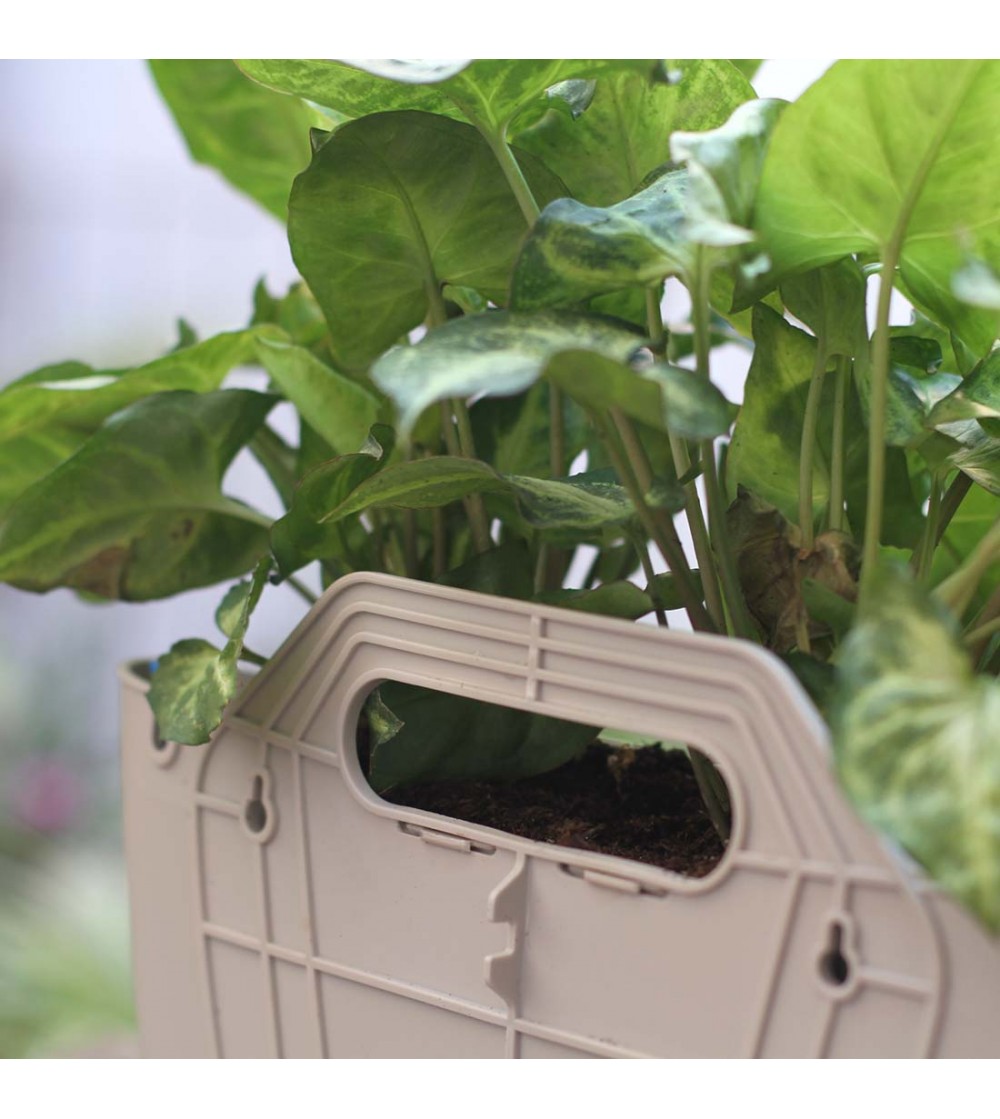 Pots muraux à arrosage automatique | Jardin vertical intérieur | CitySens