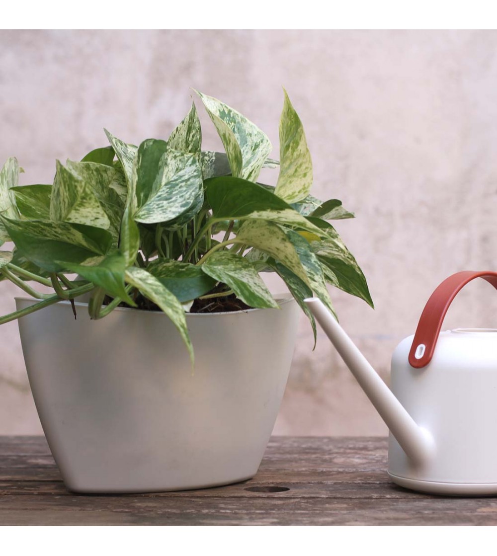 Pots muraux à arrosage automatique | Jardin vertical intérieur | CitySens