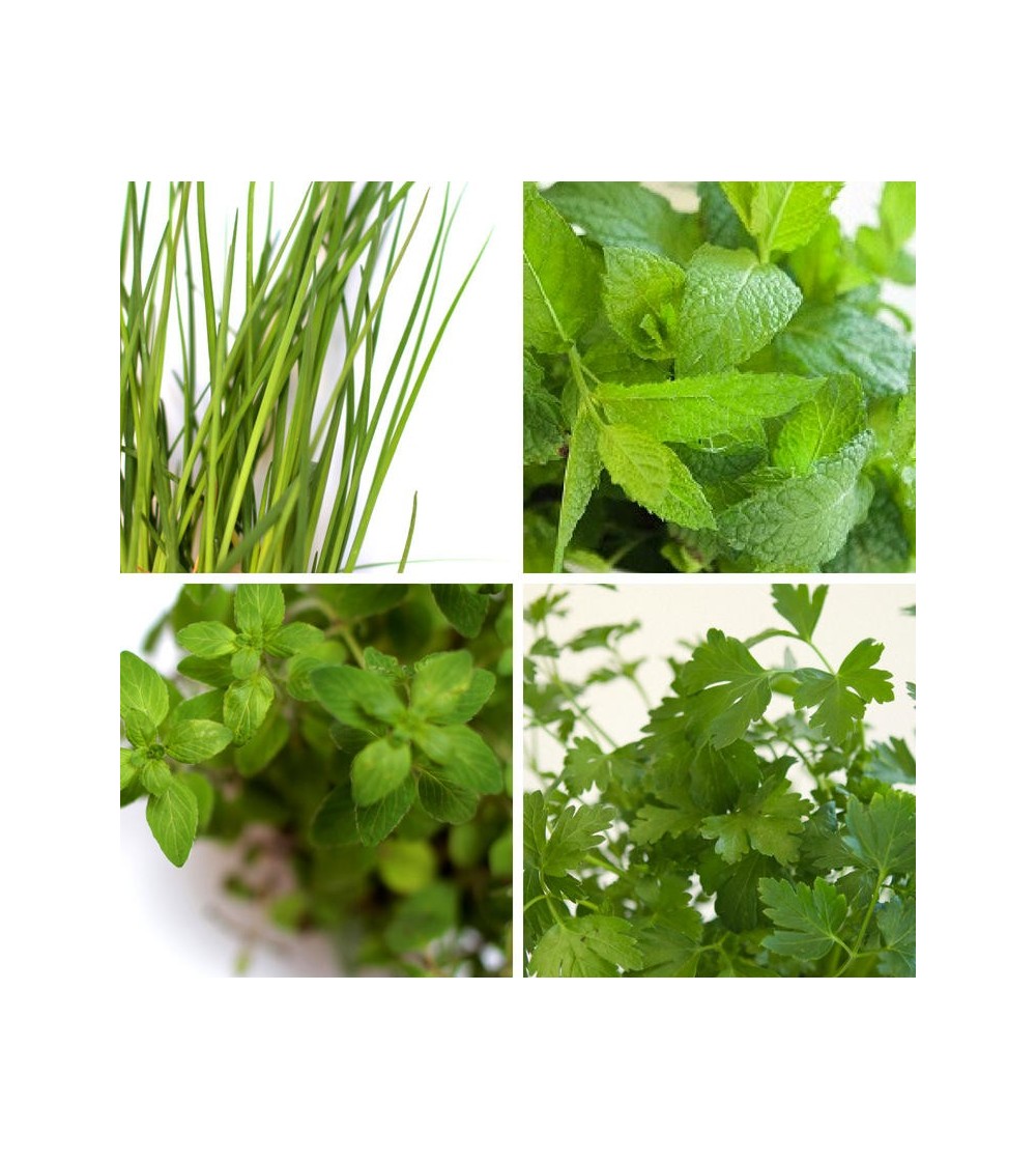 Buy kitchen herbs online: basil, parsley, chives and mint