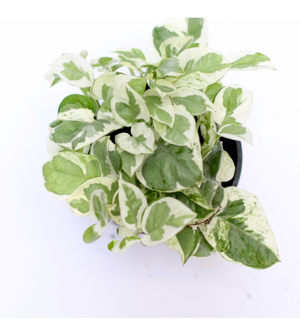 Comprar Potus N'joy - cultivat a Catalunya | CitySens