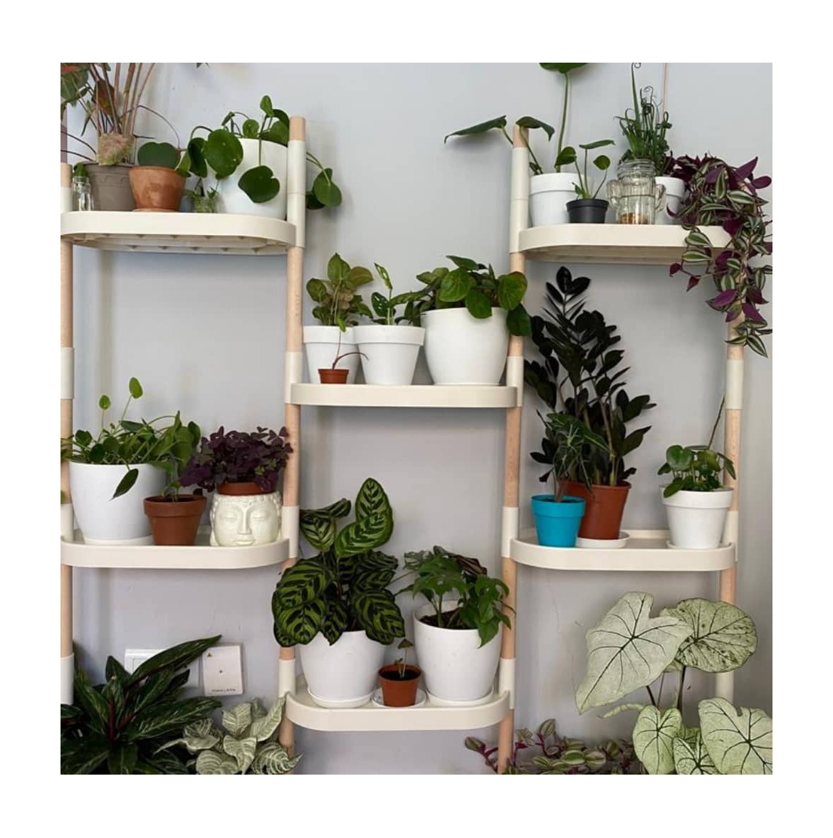 Plantas verdes de interior - Citysens