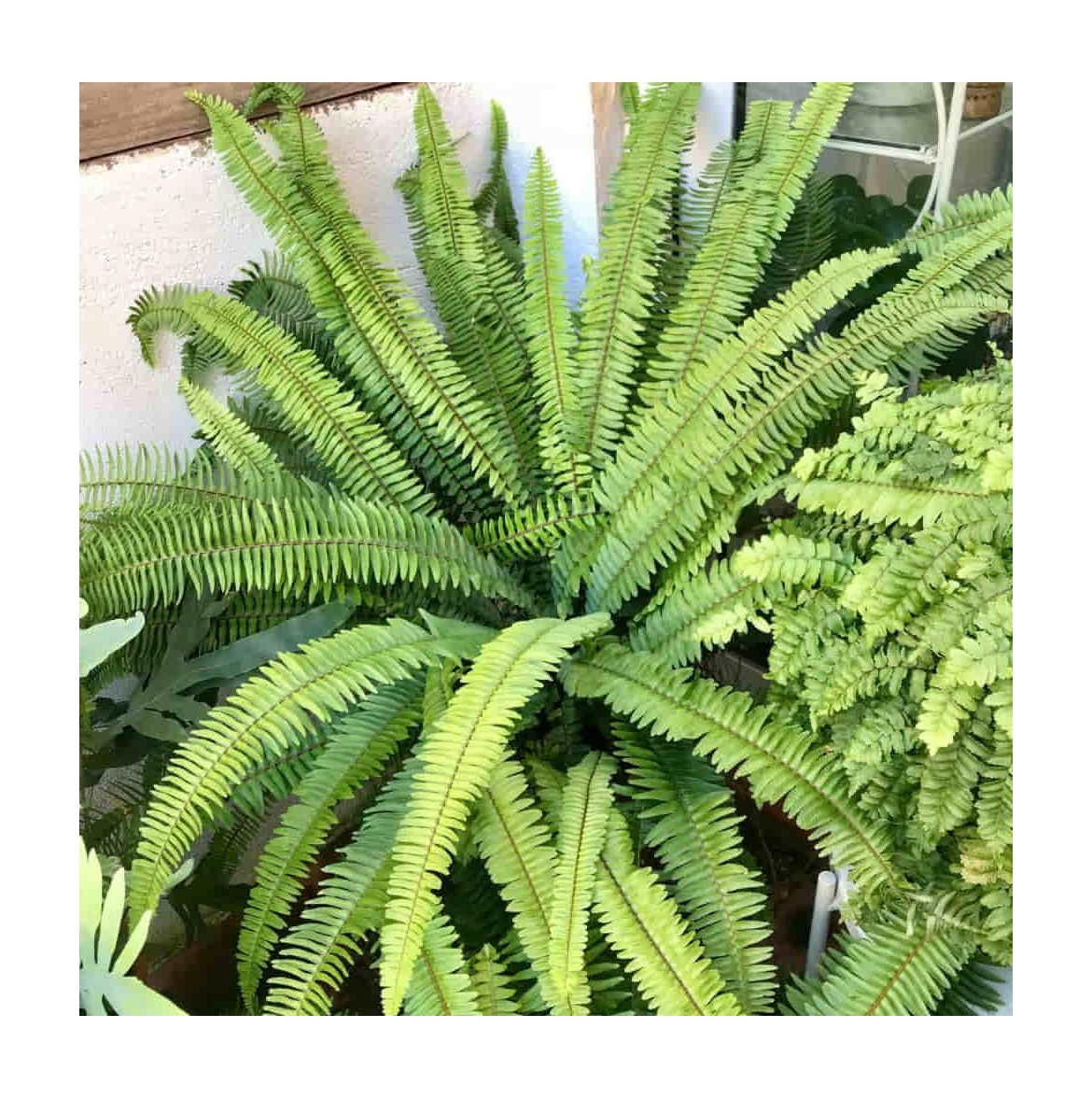 Helechos: variedades y cuidados - Citysens