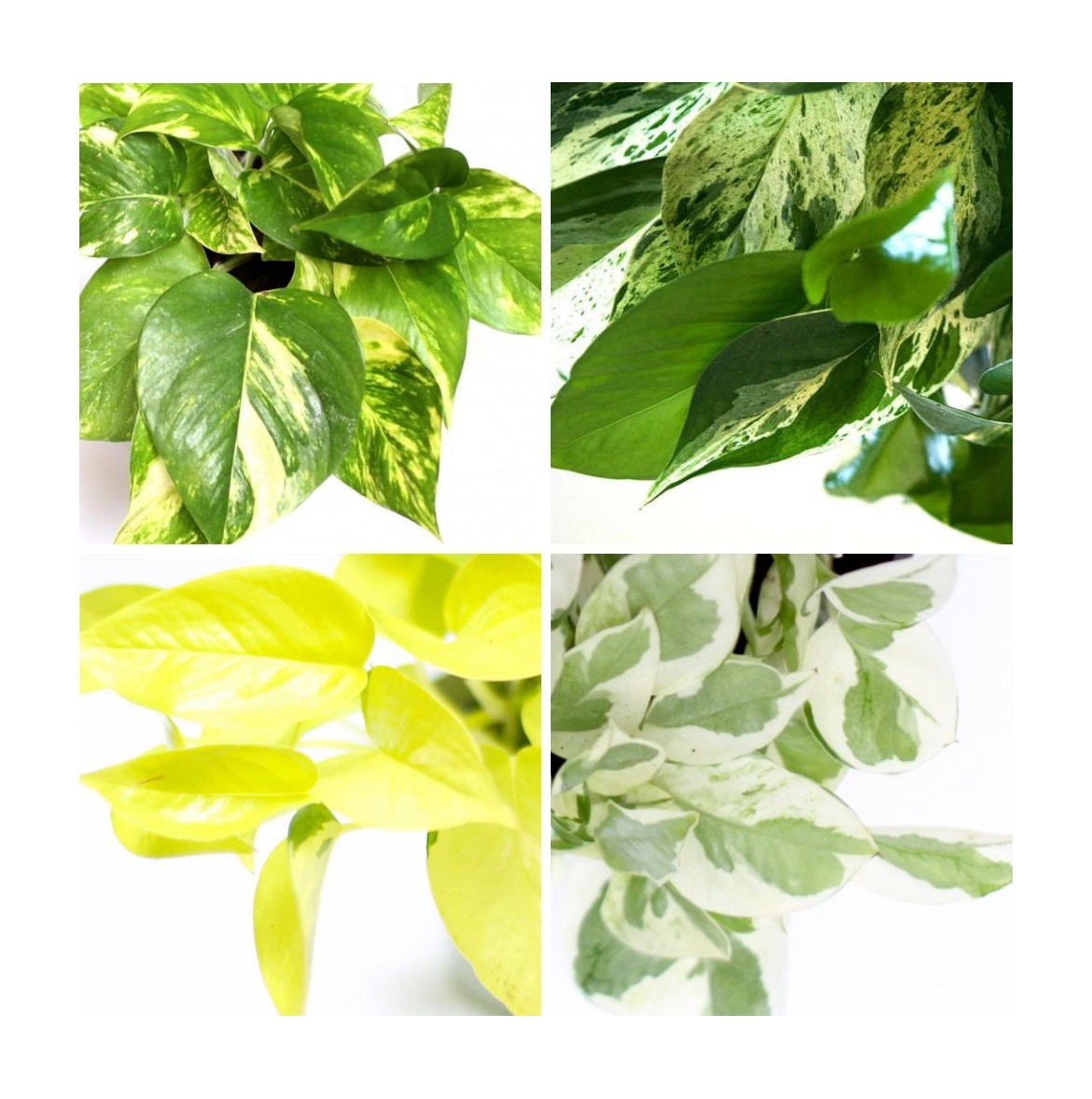 Poto, un gran amigo del hogar - Citysens